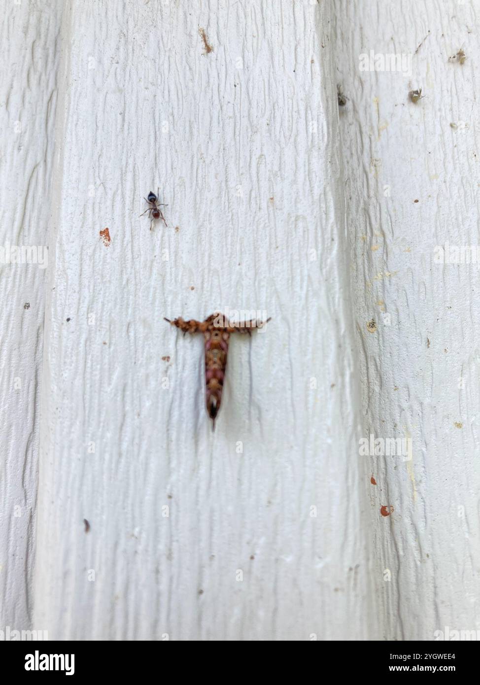 Pink-shaded Fern Moth (Callopistria mollissima Stock Photo - Alamy
