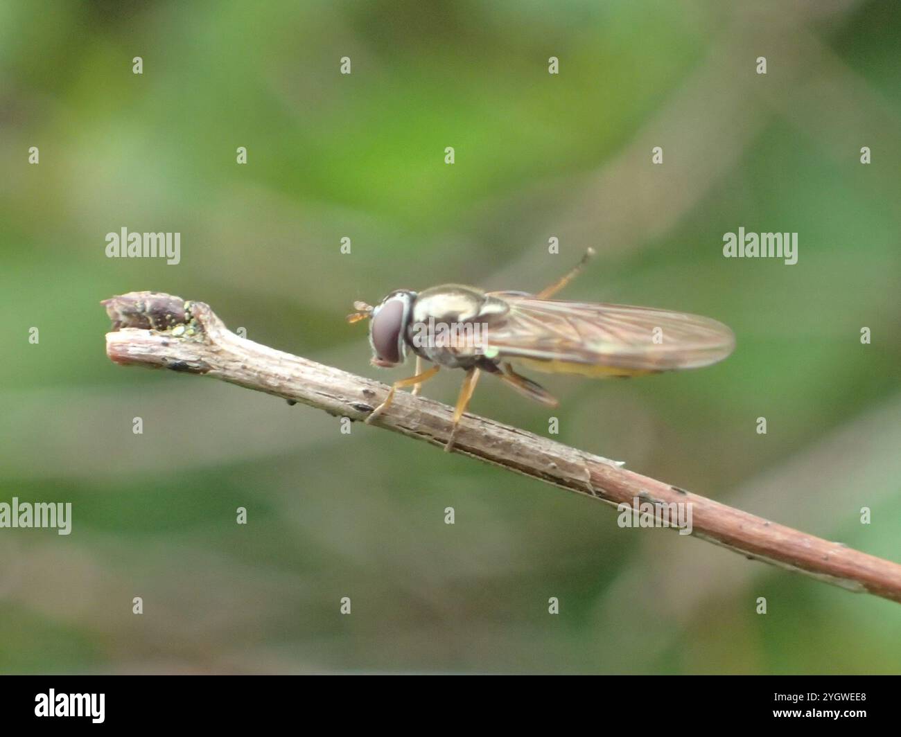 Variable Duskyface Fly (Melanostoma mellinum Stock Photo - Alamy