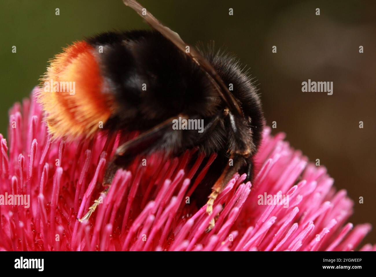 Red-tailed Bumble Bee (Bombus lapidarius Stock Photo - Alamy