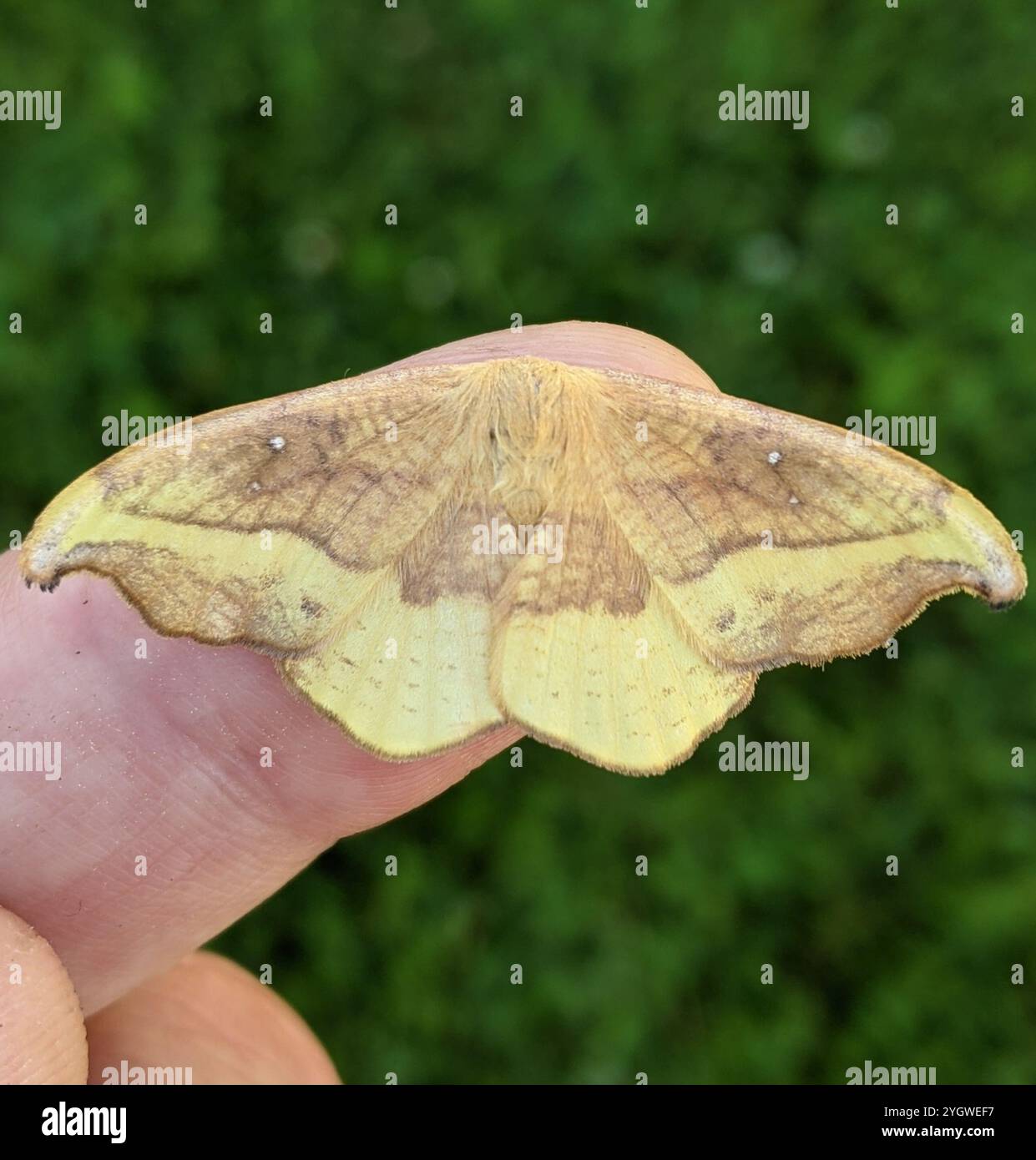 Oreta rosea hi-res stock photography and images - Alamy