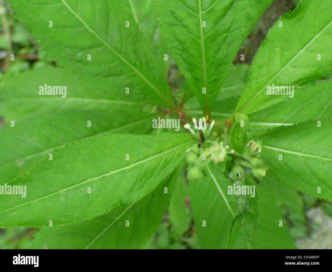 Penthorum sedoides hi-res stock photography and images - Alamy