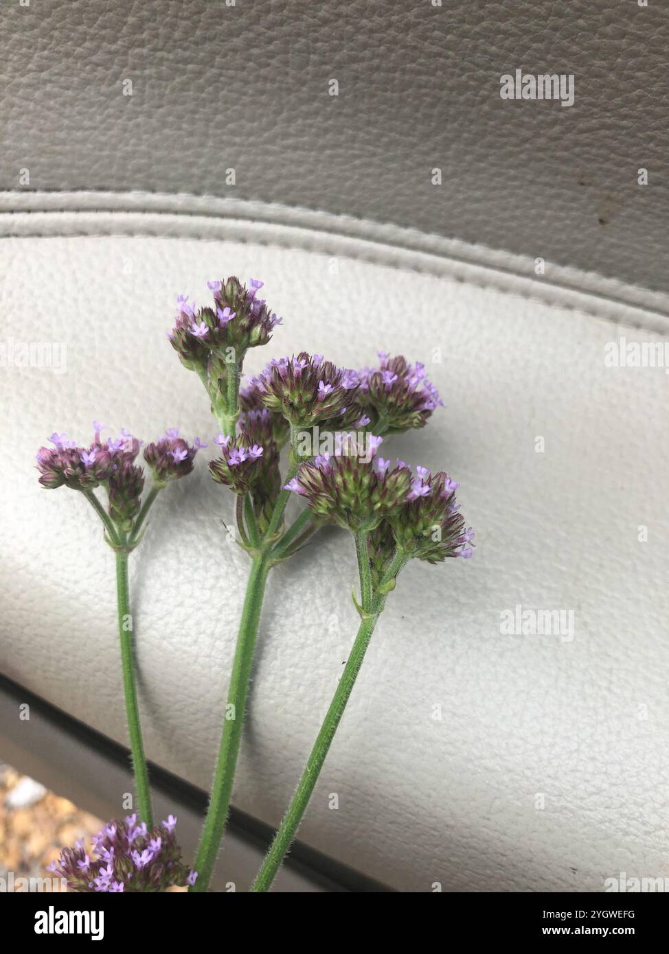 purpletop vervain (Verbena incompta Stock Photo - Alamy