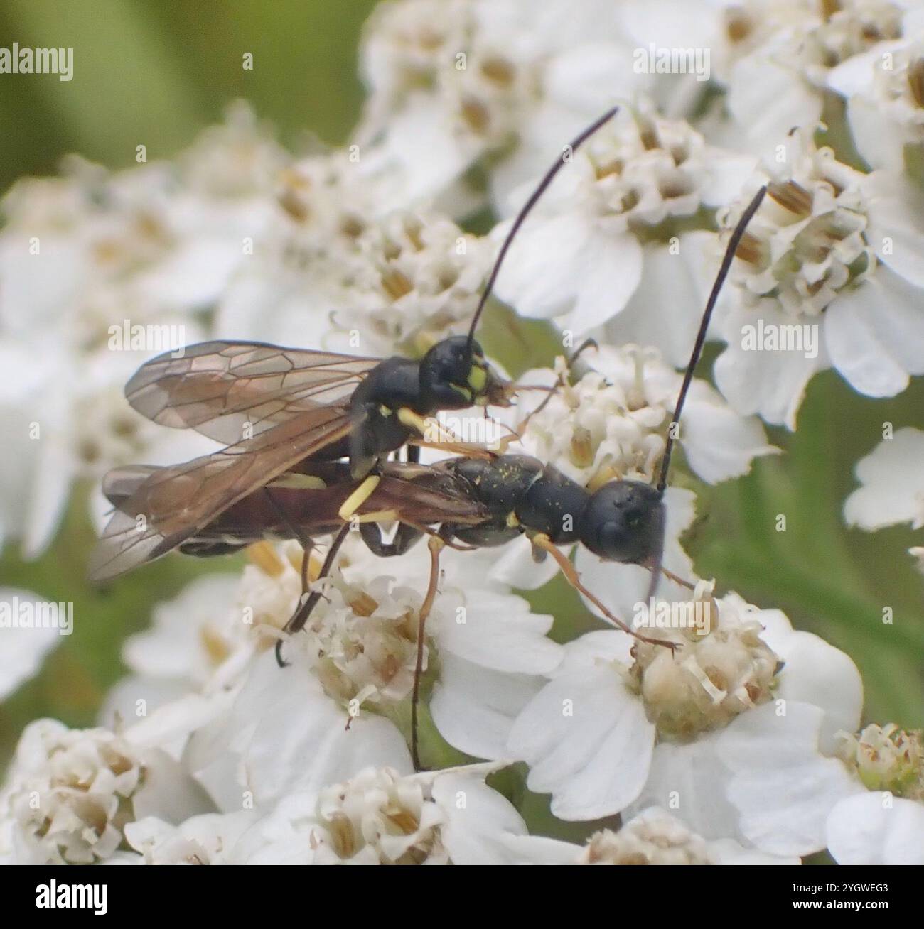 Stem sawflies hi-res stock photography and images - Alamy