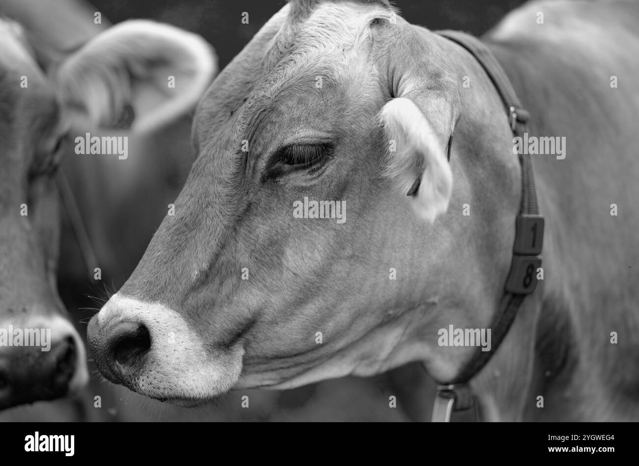 Cow is looking at camera. Close-up cows face. Eco farming. Cows in a ...