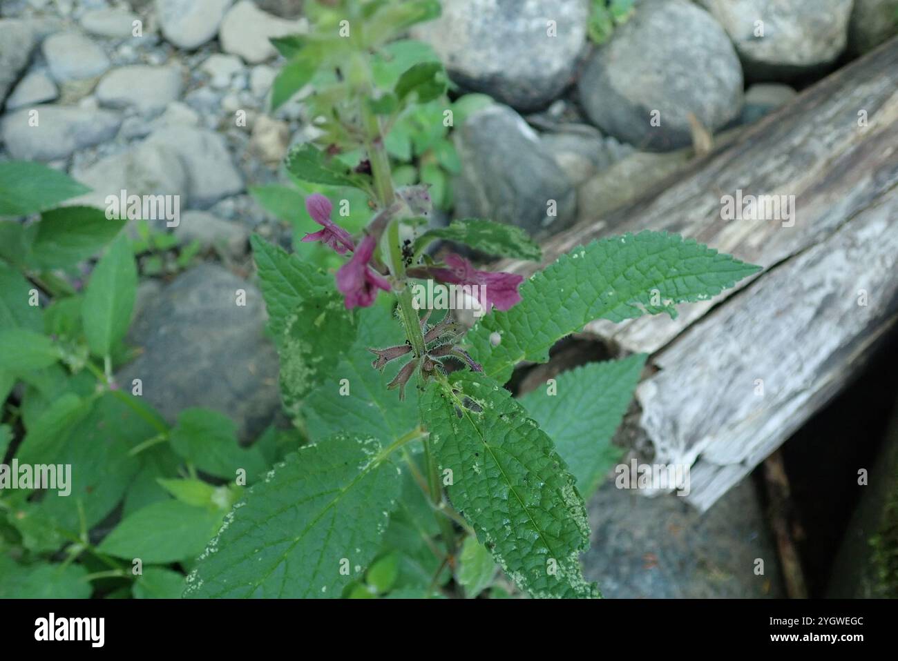 Coastal hedge nettle hi-res stock photography and images - Alamy