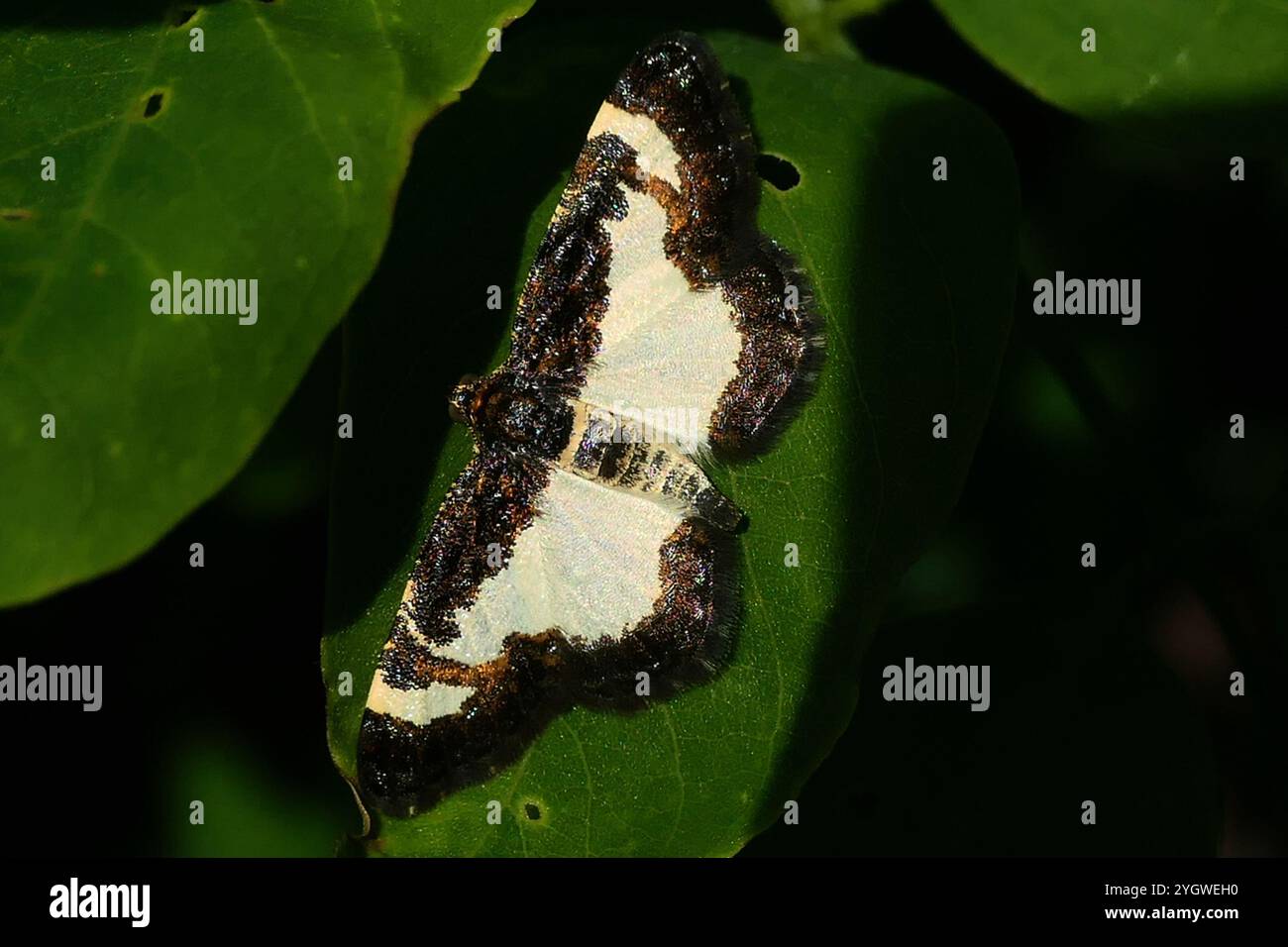Common Spring Moth (Heliomata cycladata Stock Photo - Alamy