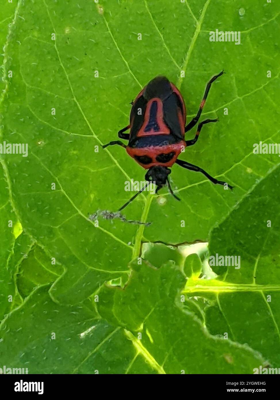 Two-spotted Stink Bug (Perillus bioculatus Stock Photo - Alamy