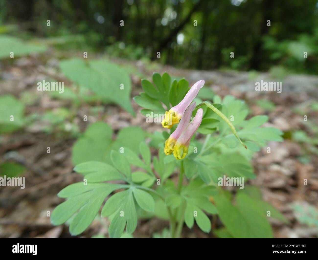 Capnoides sempervirens hi-res stock photography and images - Alamy