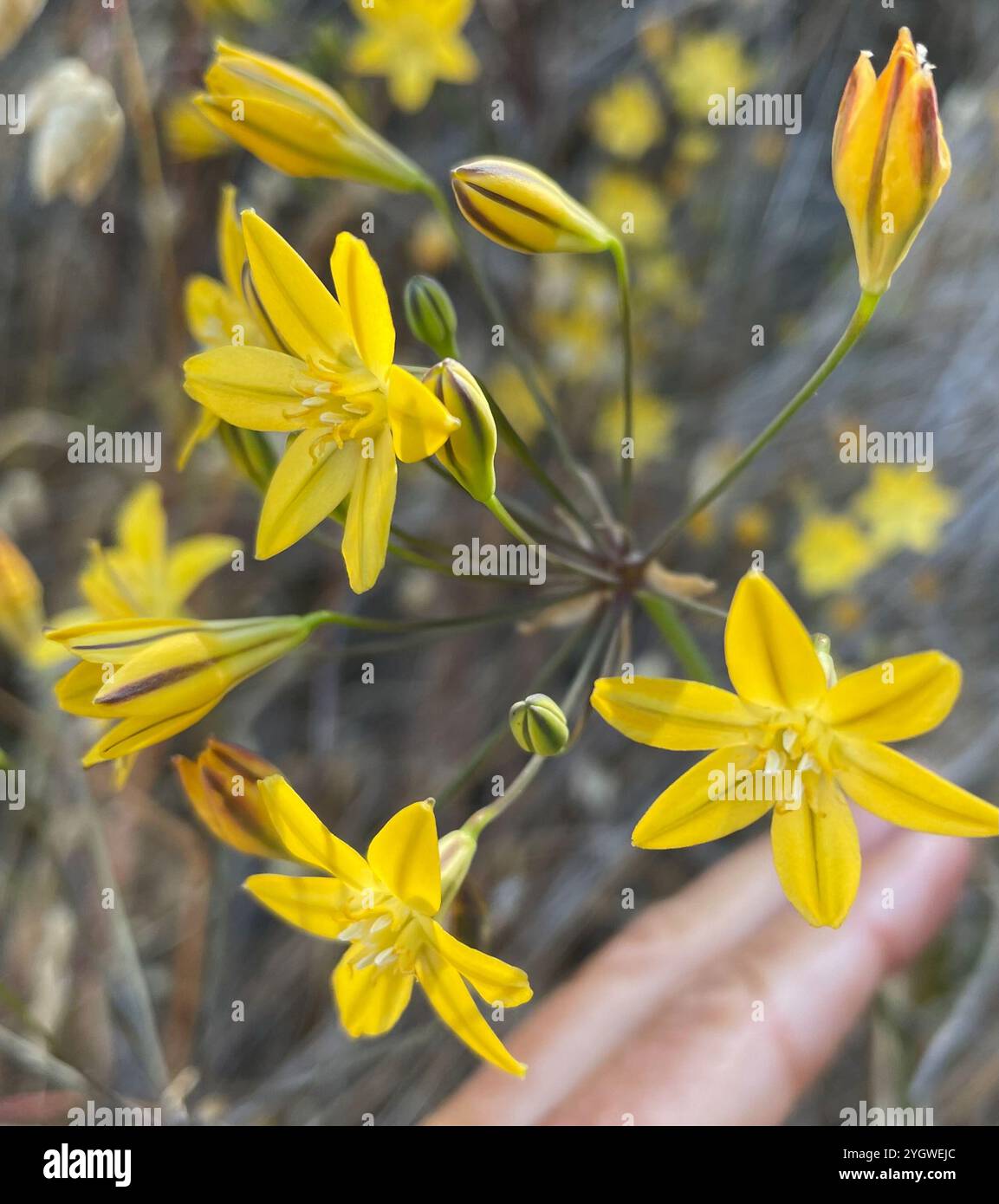 golden brodiaea (Triteleia ixioides ixioides Stock Photo - Alamy