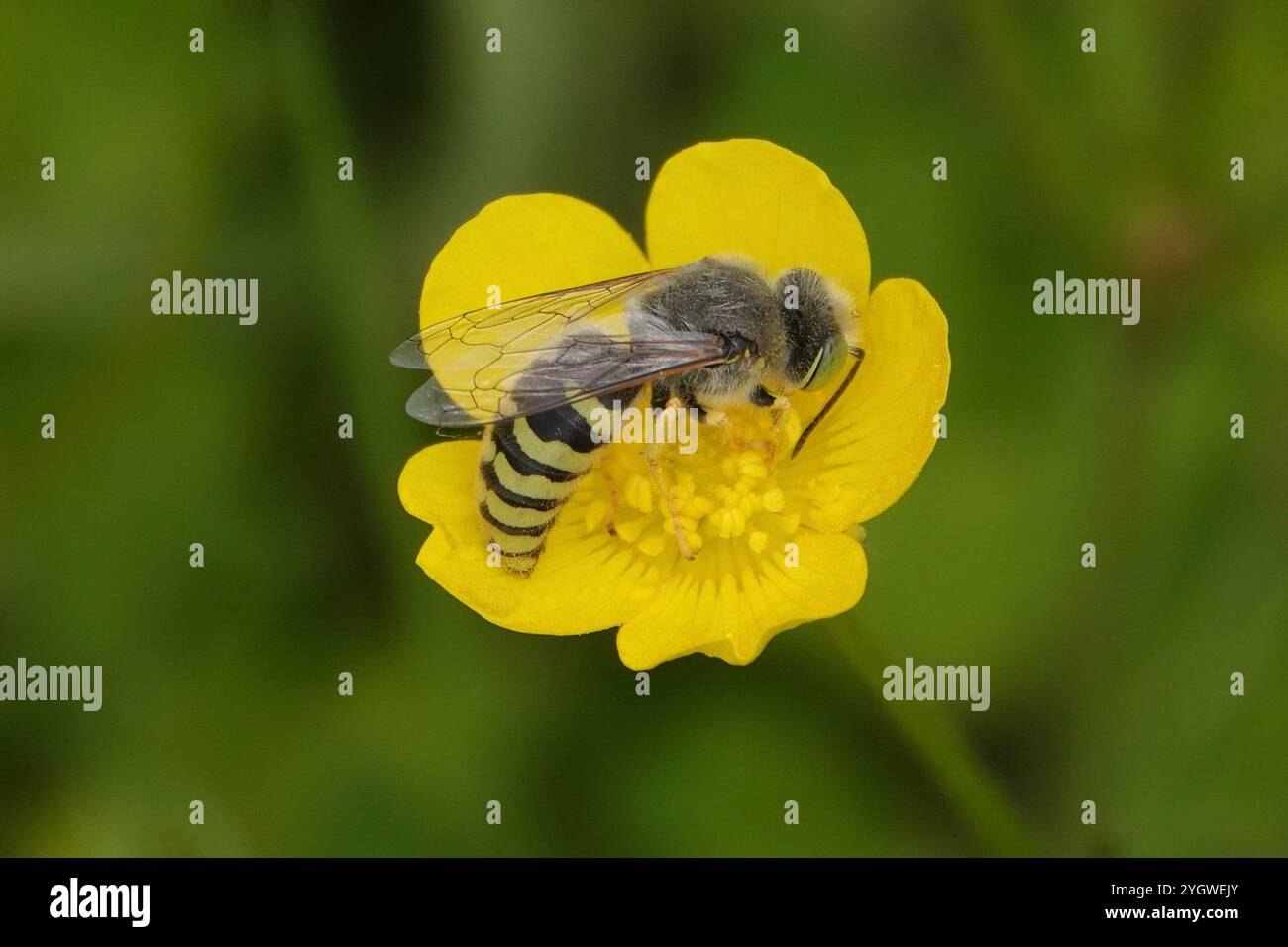 American Sand Wasp (Bembix americana Stock Photo - Alamy