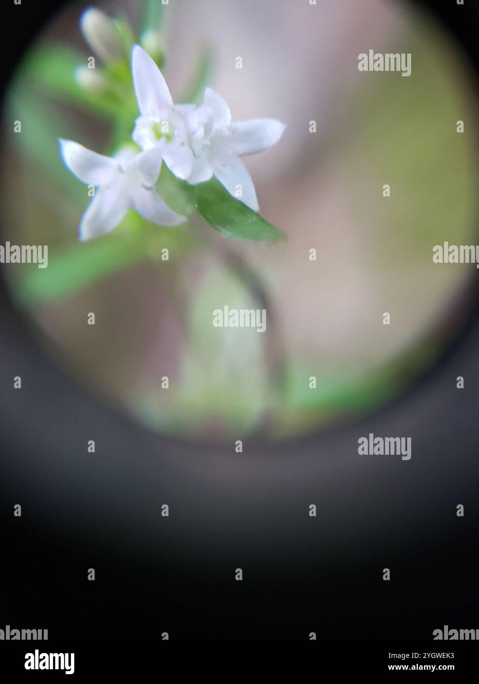 long-leaved bluets (Houstonia longifolia Stock Photo - Alamy