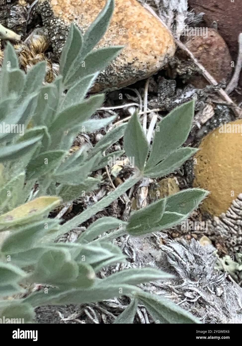 Threeleaf Milkvetch (Astragalus gilviflorus Stock Photo - Alamy
