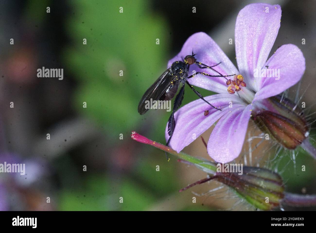 Dance Flies, Long-legged Flies, and Allies (Empidoidea Stock Photo - Alamy