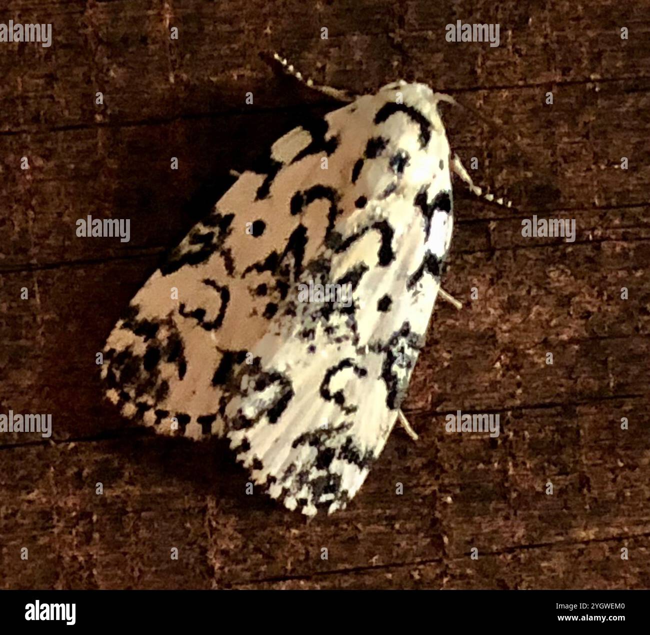 Hebrew Moth (Polygrammate hebraeicum Stock Photo - Alamy