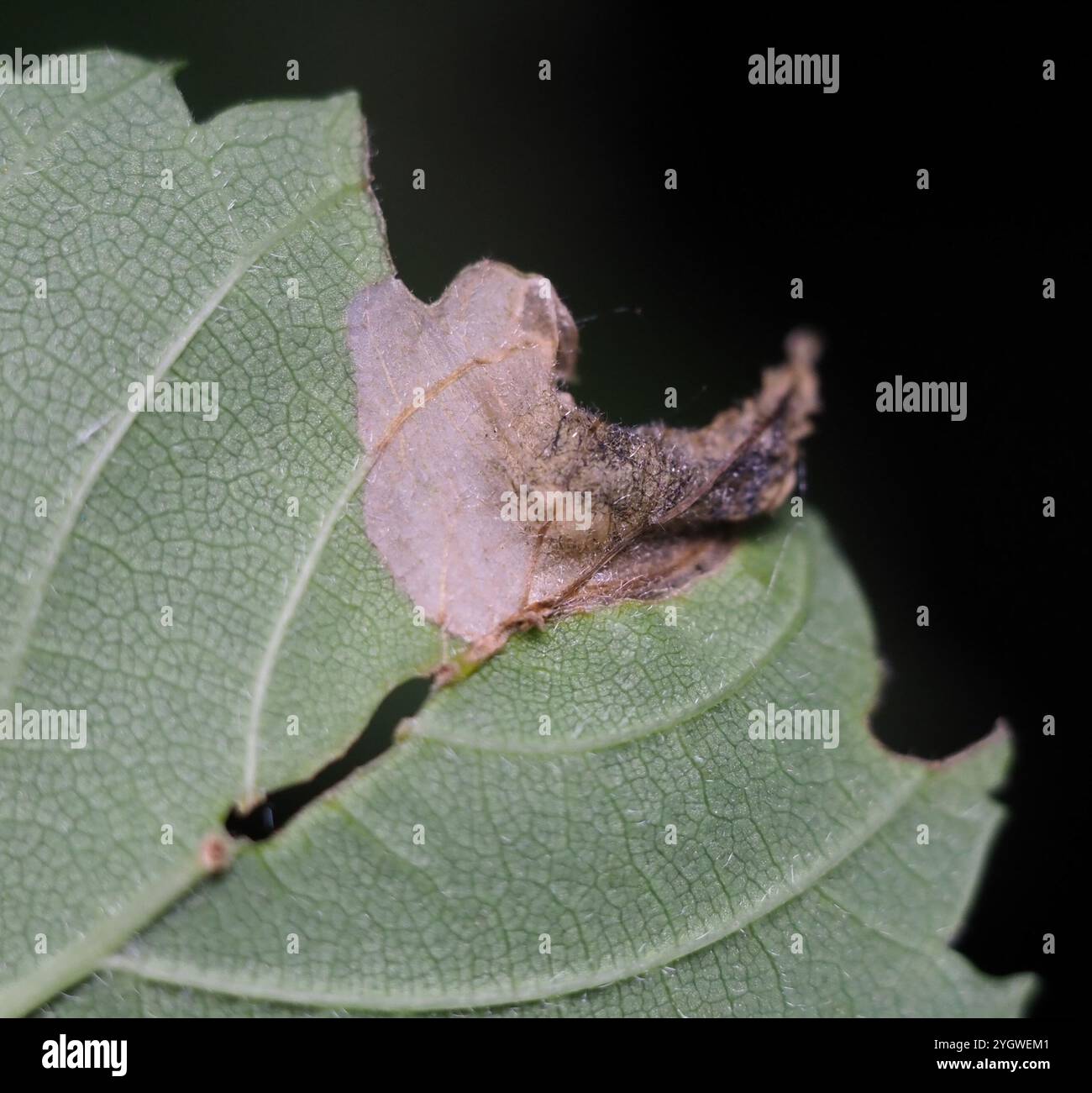 Orchestes hi-res stock photography and images - Alamy