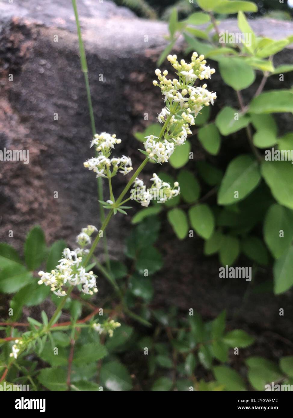 white bedstraw (Galium album Stock Photo - Alamy