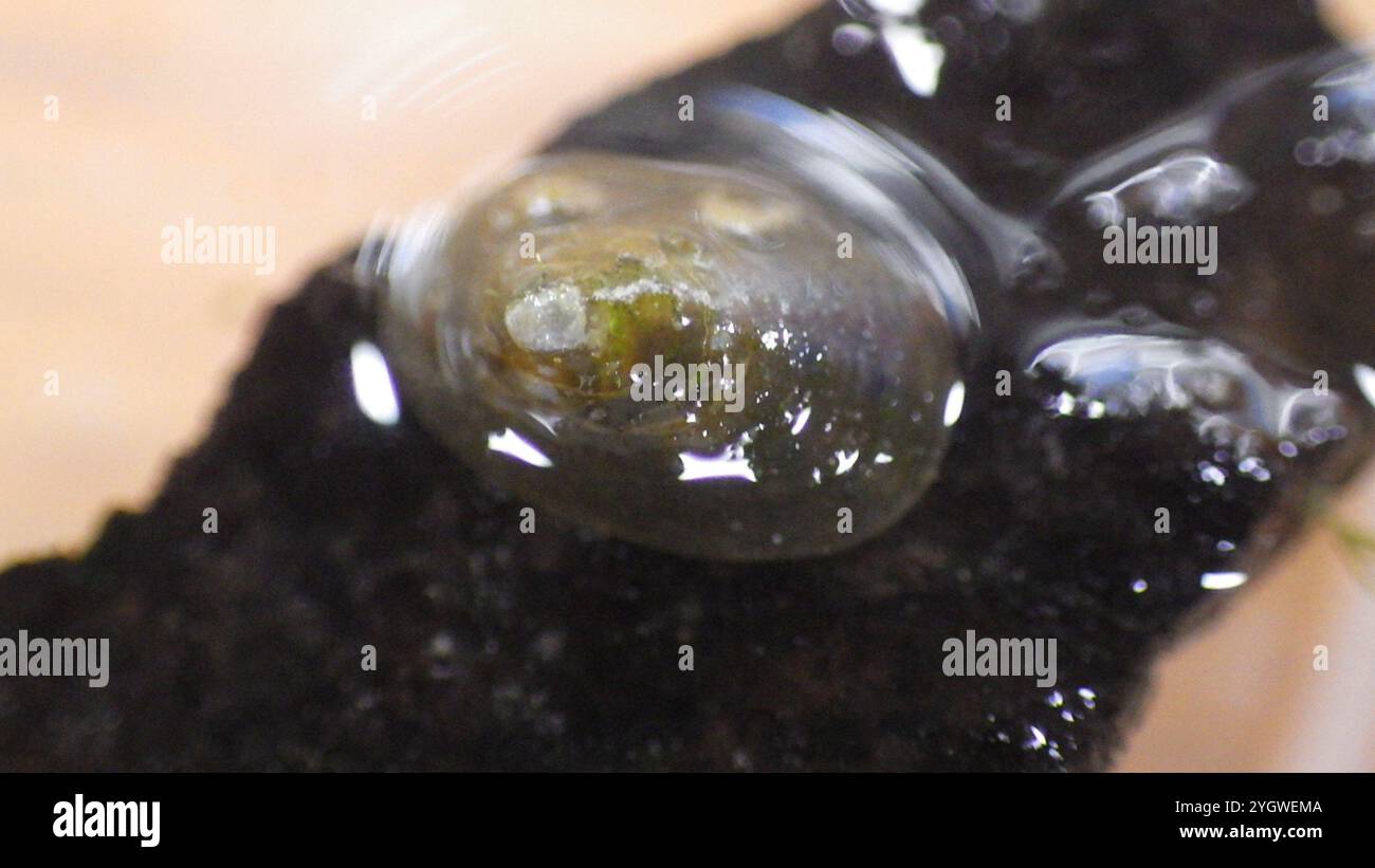 Ancylinae hi-res stock photography and images - Alamy