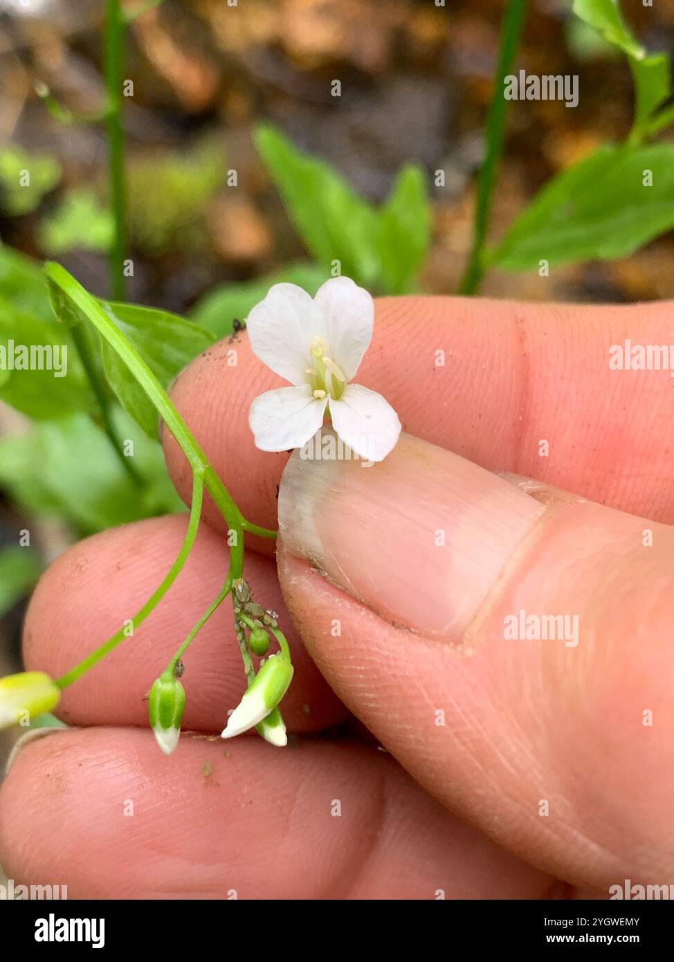 bulbous cress (Cardamine bulbosa Stock Photo - Alamy