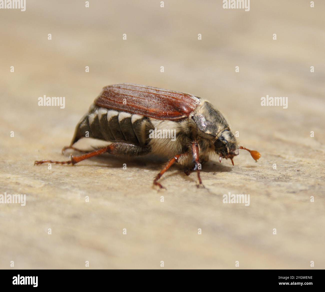 Common Cockchafer (Melolontha melolontha Stock Photo - Alamy