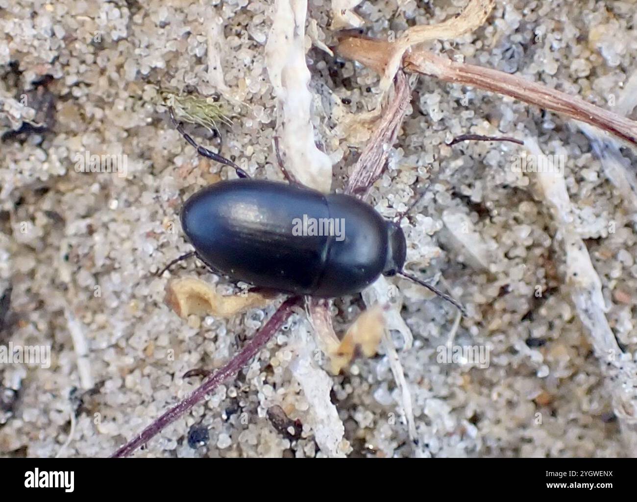 Crypticus hi-res stock photography and images - Alamy