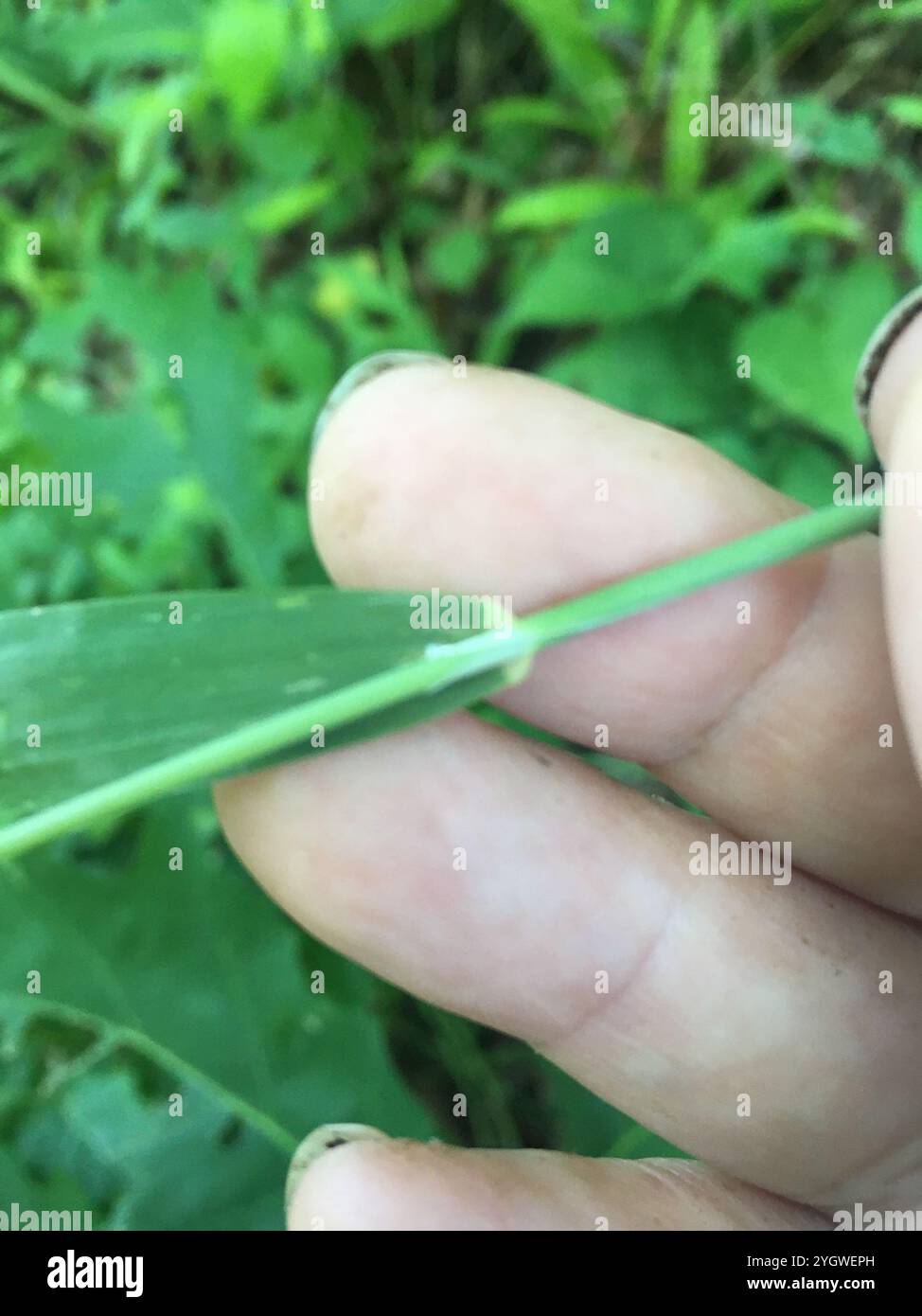 Wood Millet (Milium effusum Stock Photo - Alamy