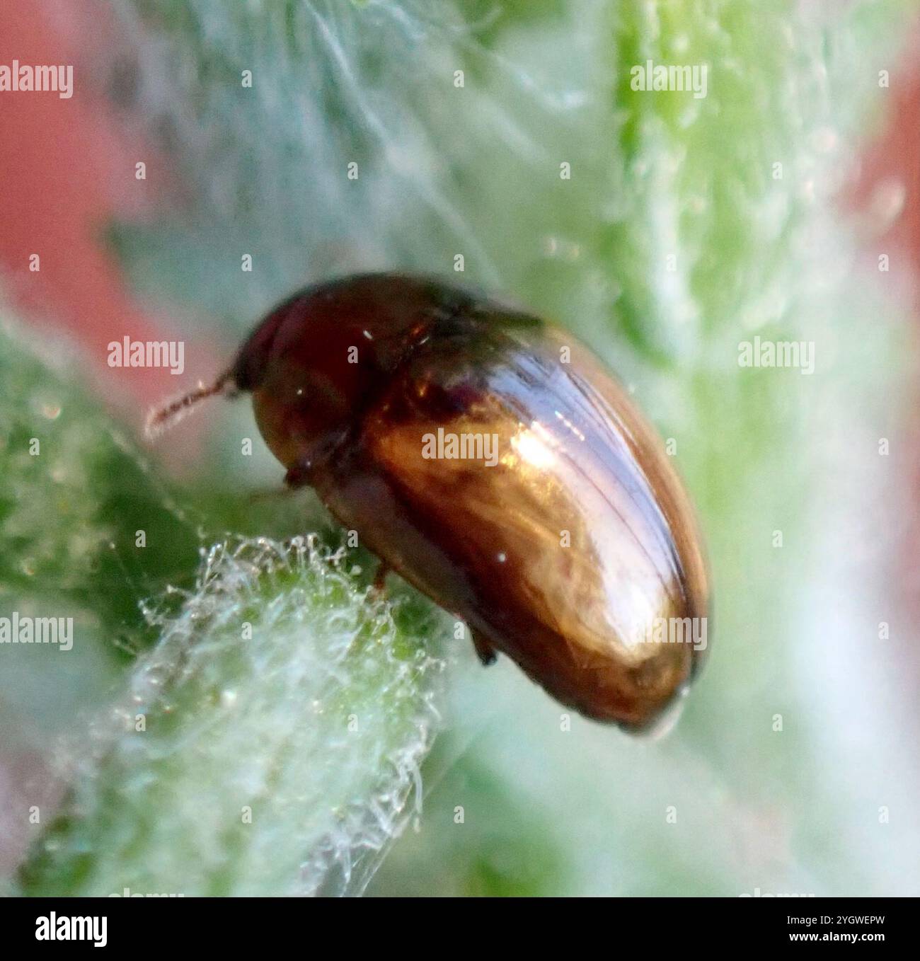 Shining Flower Beetles (Phalacridae Stock Photo - Alamy
