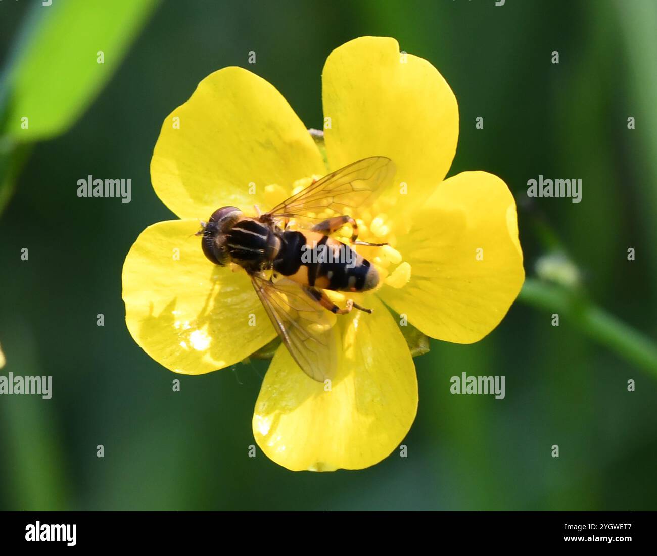 Striped Swamp Fly (Eurimyia lineata Stock Photo - Alamy