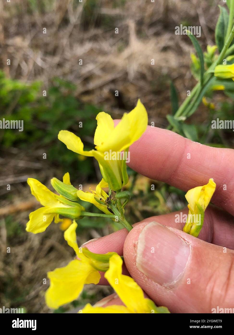 Wild Cabbage (Brassica oleracea oleracea Stock Photo - Alamy