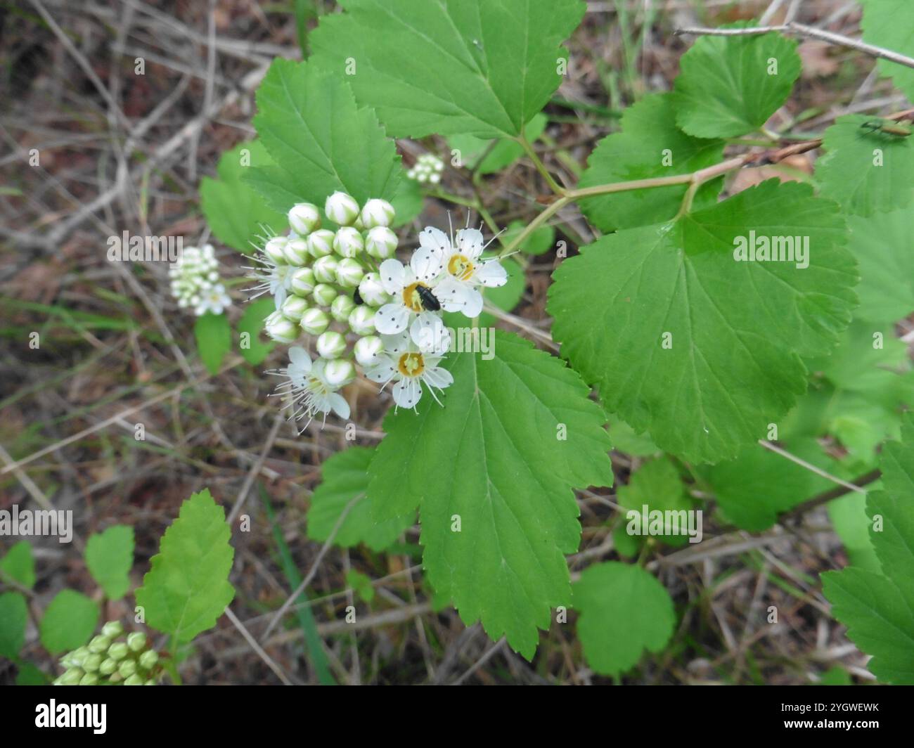 common ninebark (Physocarpus opulifolius Stock Photo - Alamy