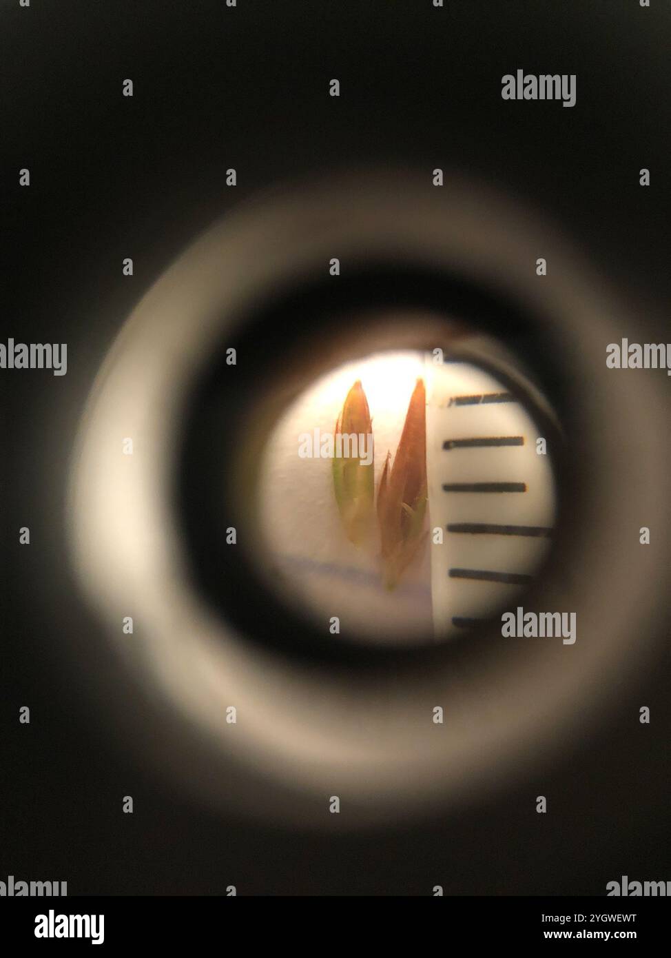 Slim-pod Rush (Juncus diffusissimus Stock Photo - Alamy