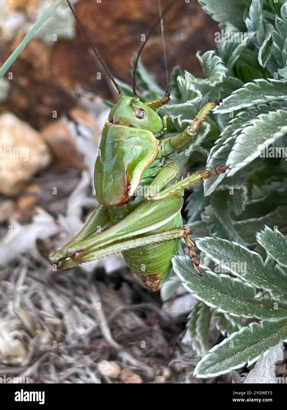 Mormon Cricket (Anabrus simplex Stock Photo - Alamy