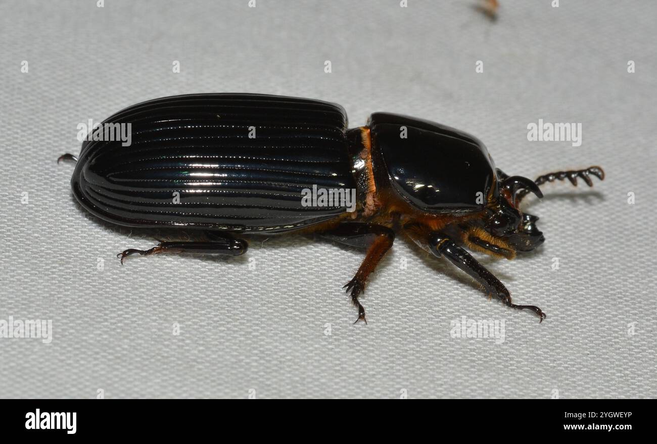 Odontotaenius disjunctus hi-res stock photography and images - Alamy