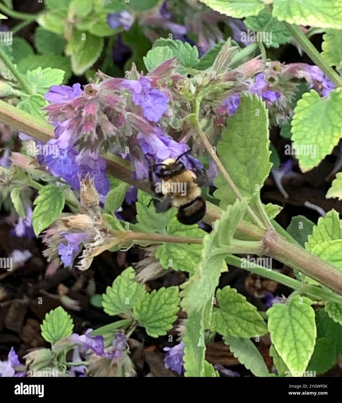 Abrupt Digger Bee (Anthophora abrupta Stock Photo - Alamy