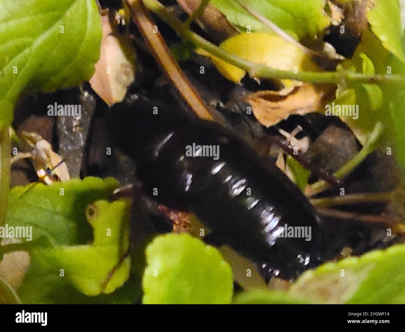 Oriental Cockroach (Blatta orientalis Stock Photo - Alamy