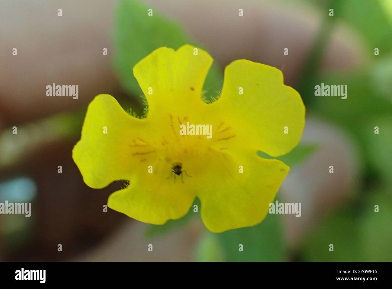 musk monkeyflower (Erythranthe moschata Stock Photo - Alamy