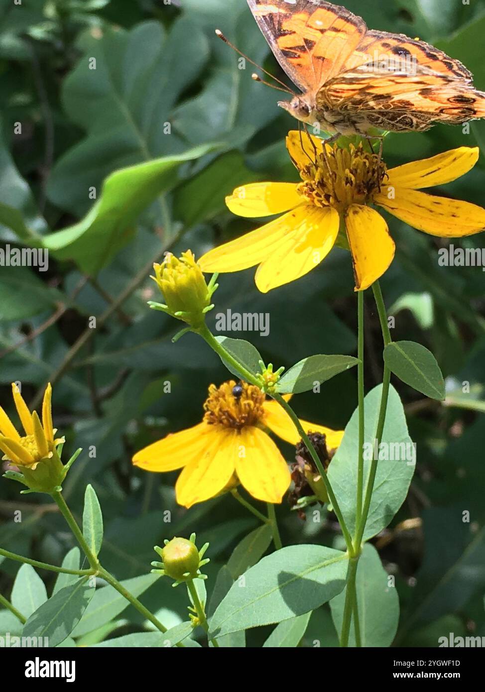 Greater Tickseed (Coreopsis major Stock Photo - Alamy