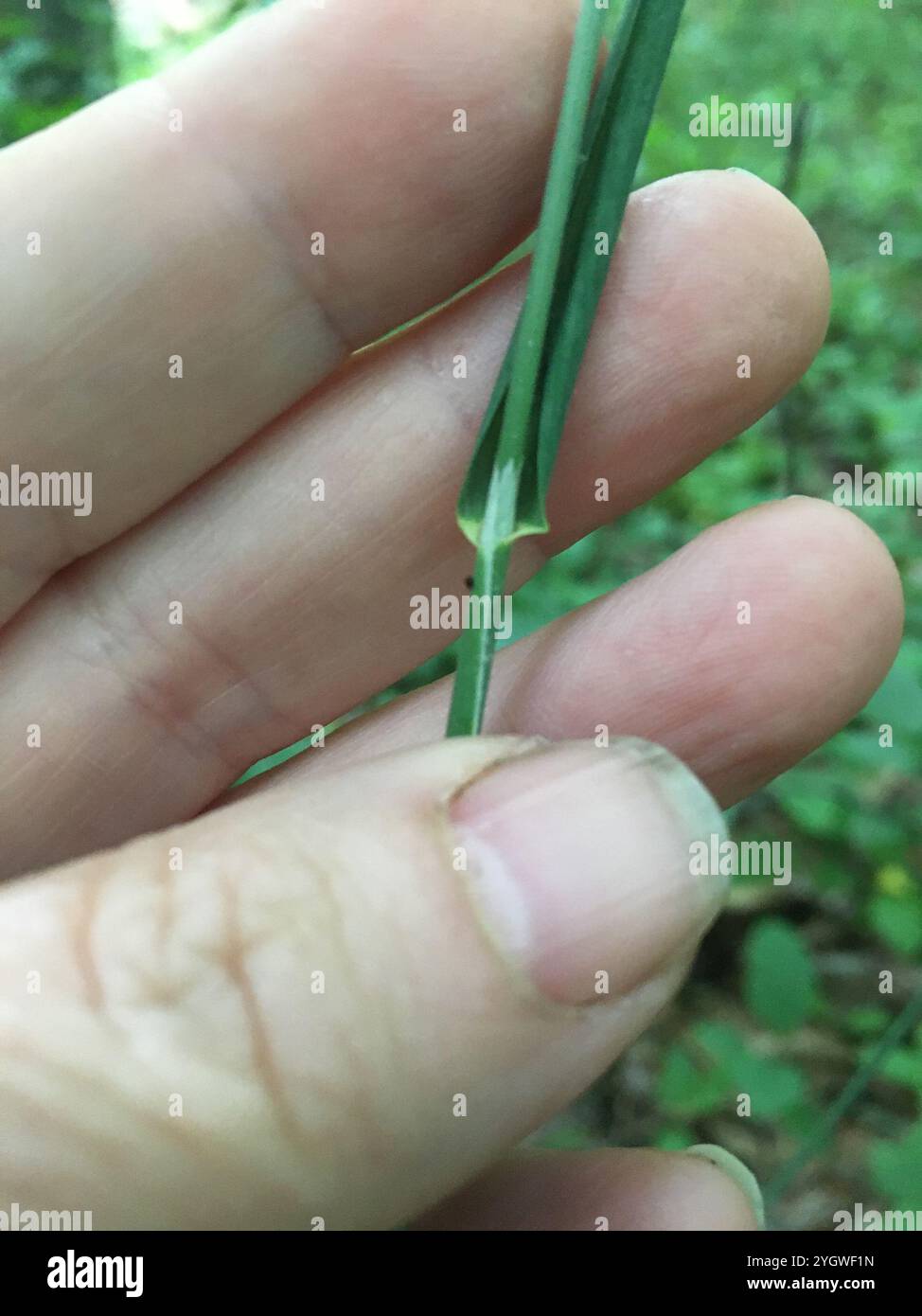 Wood Millet (Milium effusum Stock Photo - Alamy