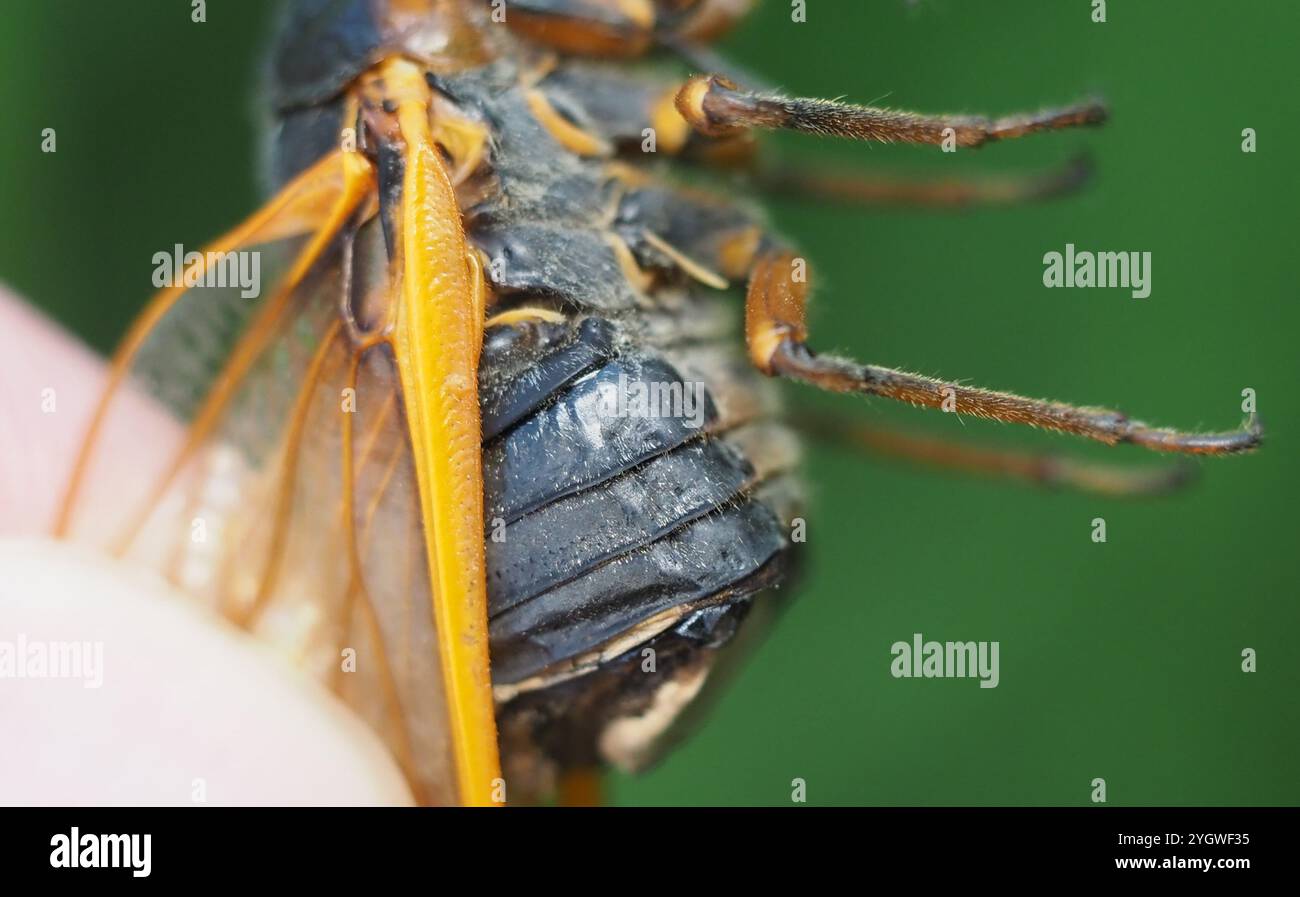 Flying saltshaker fungus (Massospora cicadina Stock Photo - Alamy
