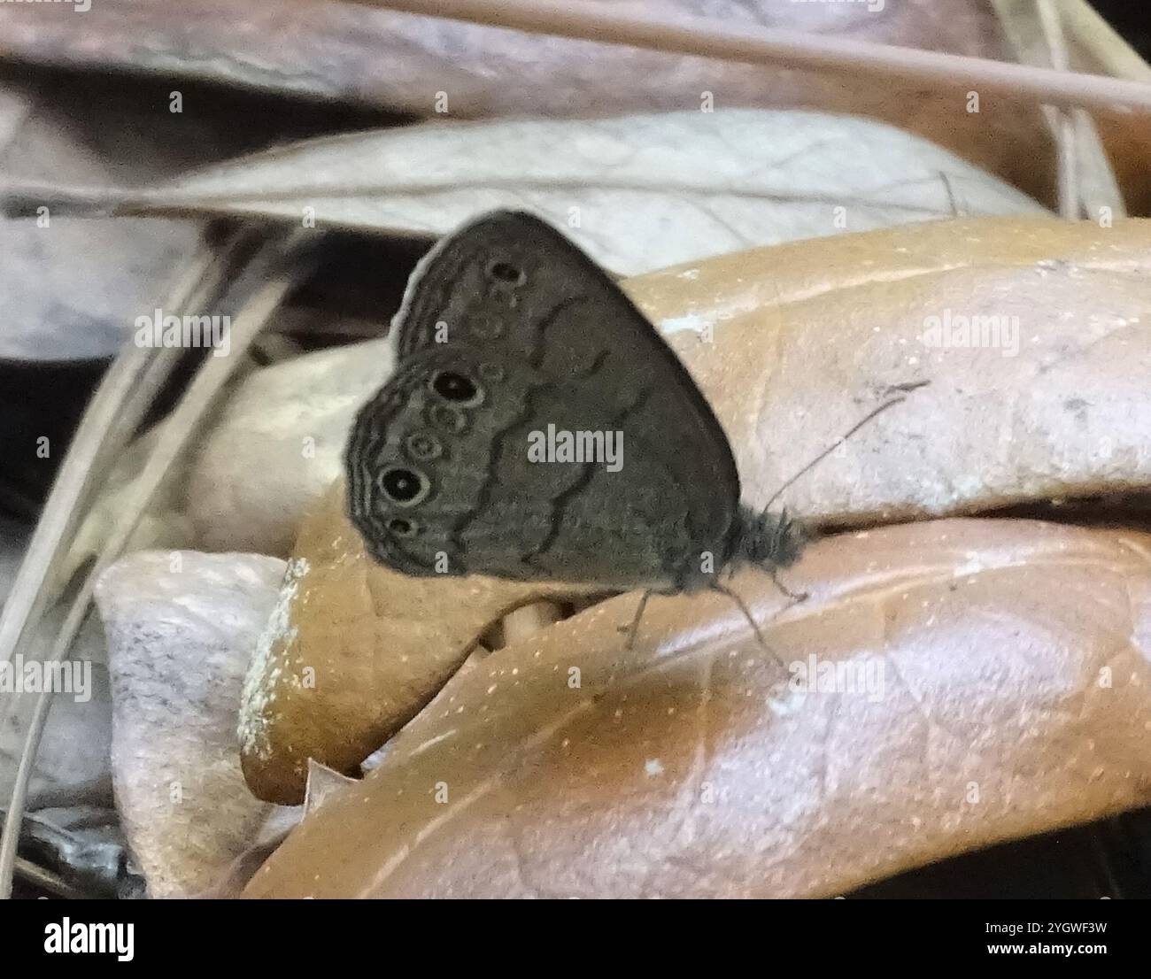 Carolina Satyr (Hermeuptychia sosybius Stock Photo - Alamy