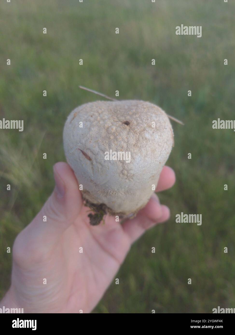 Mosaic puffball (Lycoperdon utriforme Stock Photo - Alamy