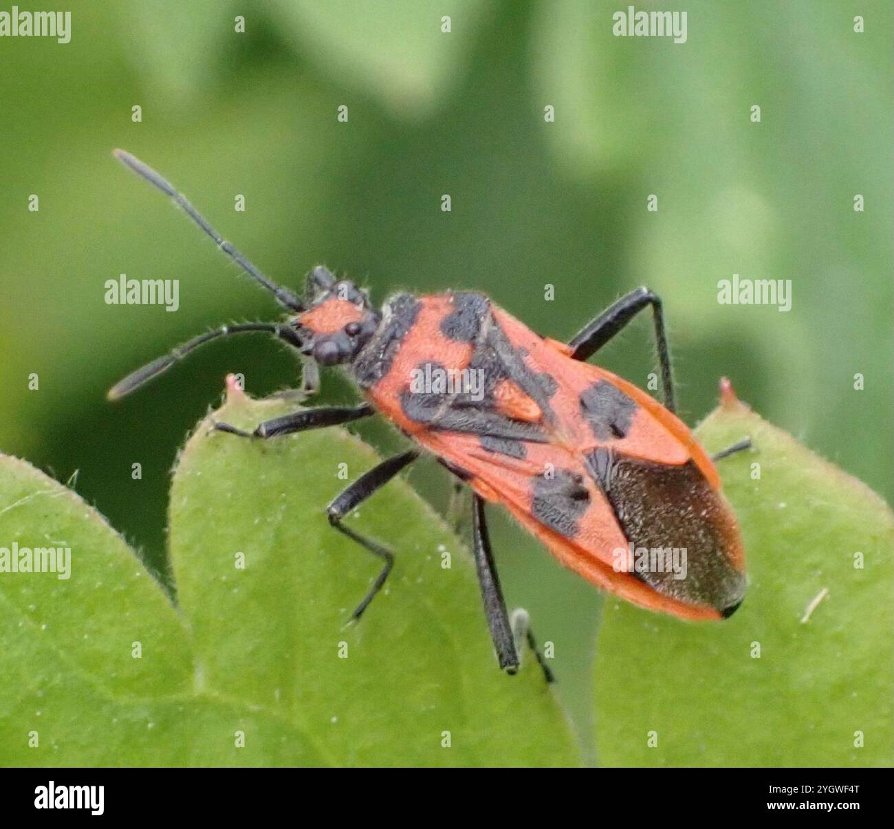 Spotted Firebug (Corizus hyoscyami Stock Photo - Alamy