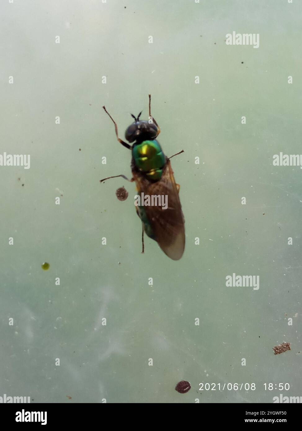 Broad Centurion Fly (Chloromyia formosa Stock Photo - Alamy
