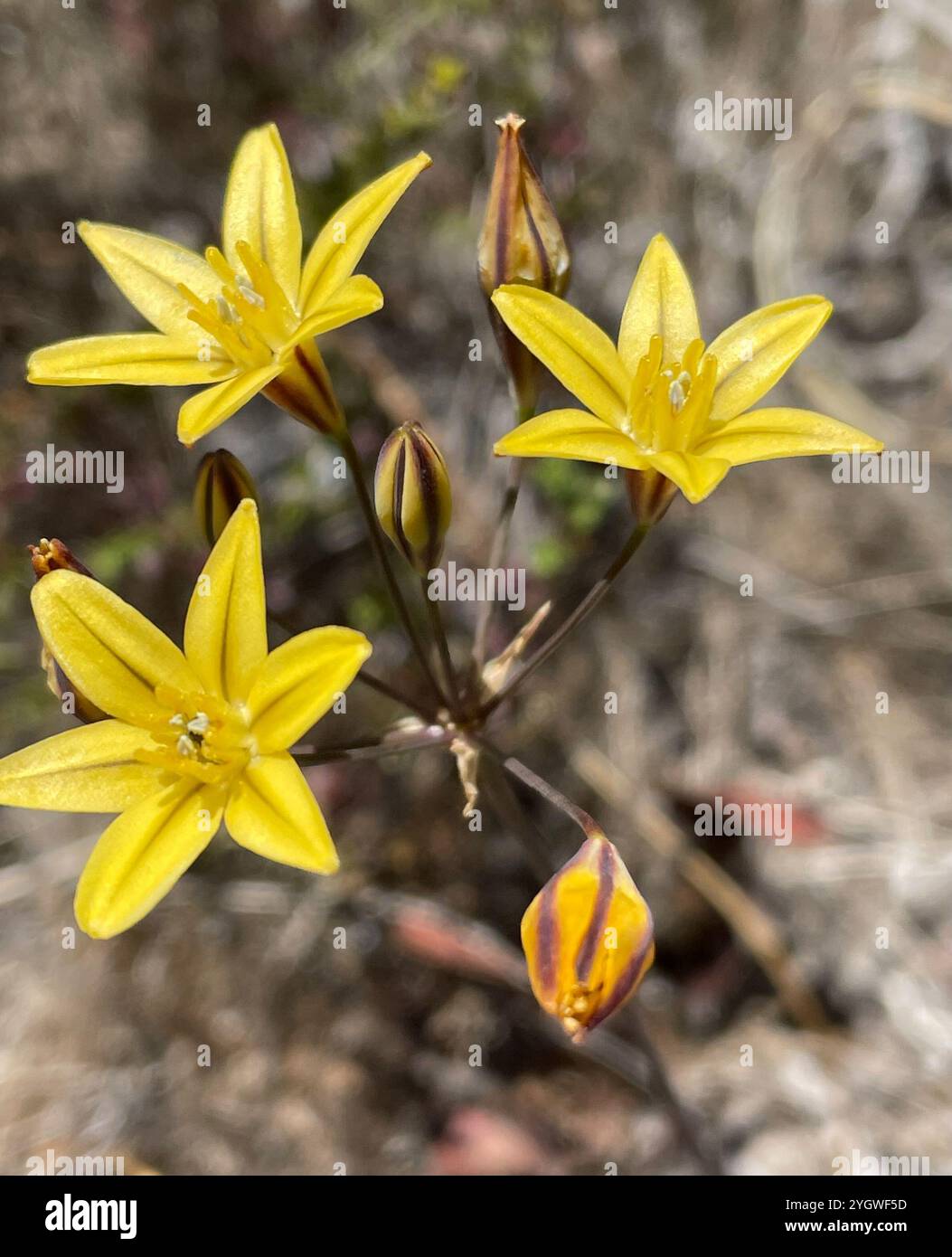 golden brodiaea (Triteleia ixioides ixioides Stock Photo - Alamy