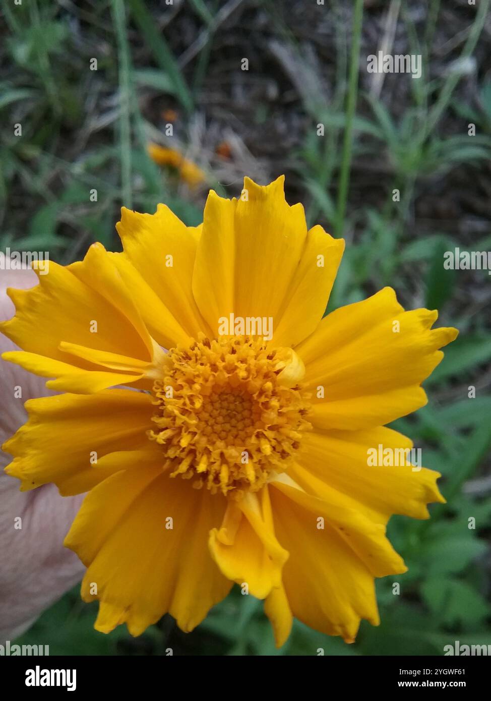 Lance-leaved Coreopsis (Coreopsis lanceolata Stock Photo - Alamy