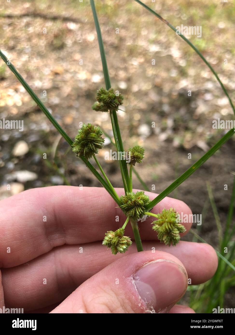 Cyperus acuminatus hi-res stock photography and images - Alamy
