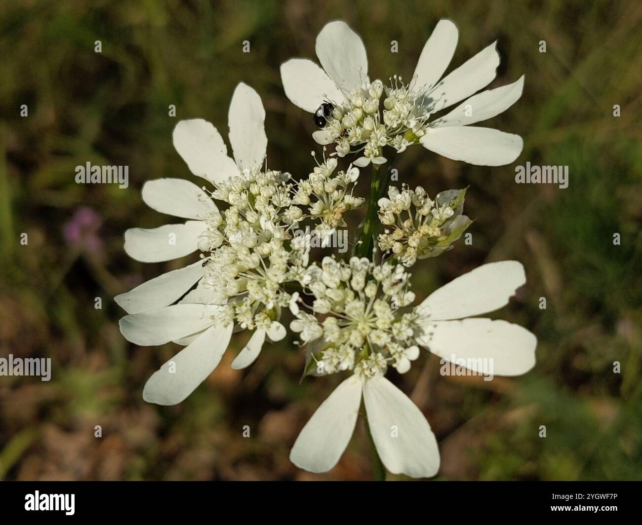 Large-flowered Orlaya (Orlaya grandiflora Stock Photo - Alamy