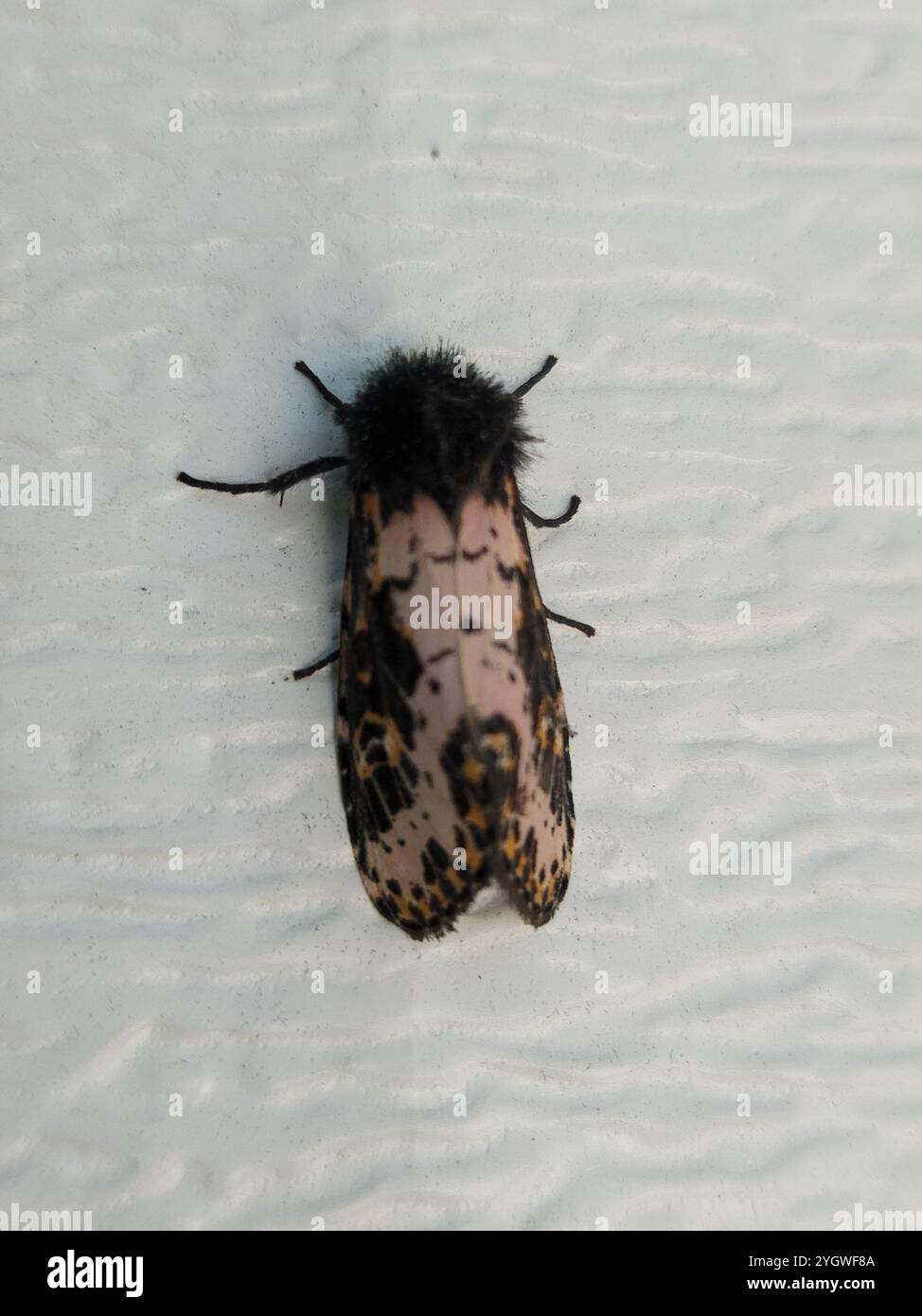 Spanish Moth (Xanthopastis regnatrix Stock Photo - Alamy