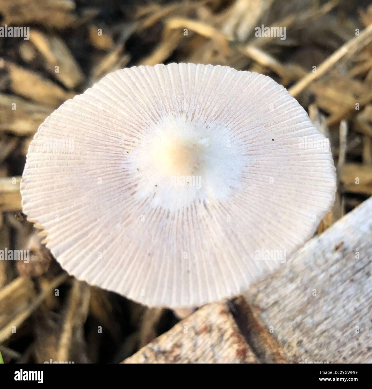 Bolbitius coprophilus hi-res stock photography and images - Alamy