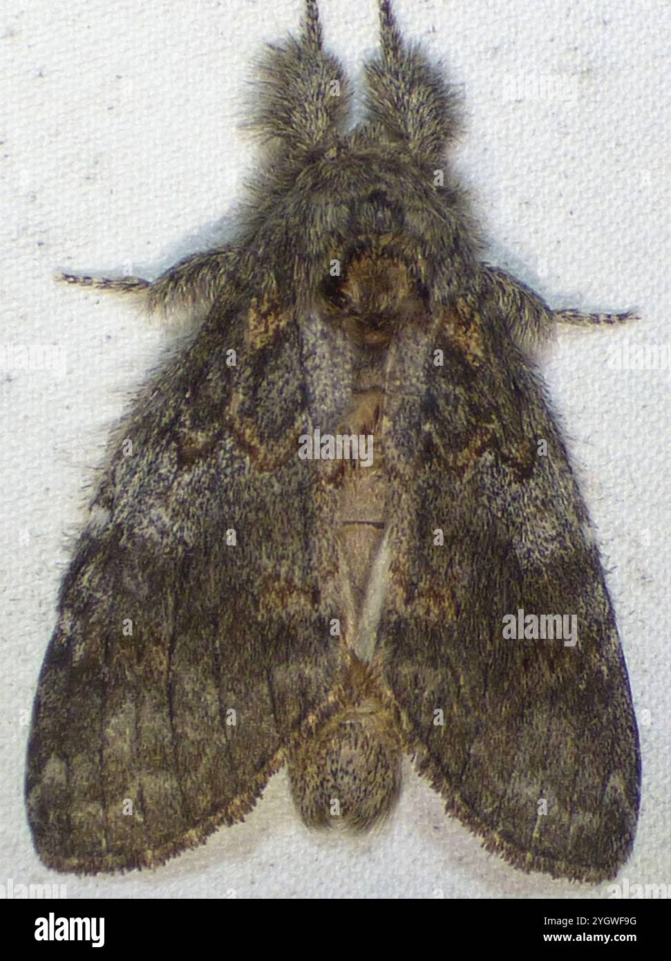 Angulose Prominent (Peridea angulosa Stock Photo - Alamy