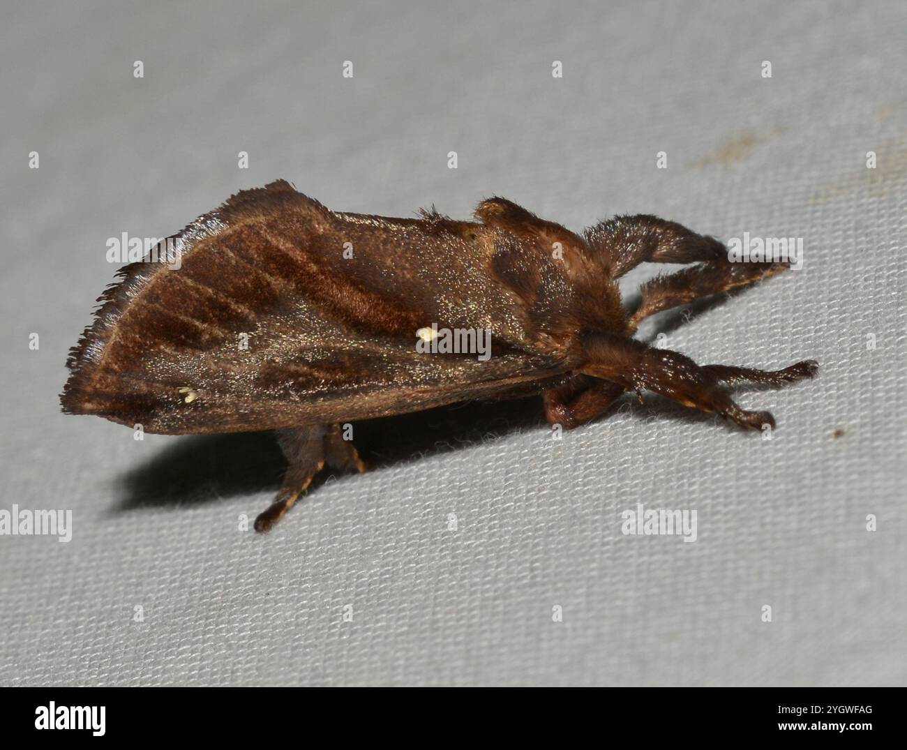 Saddleback Caterpillar Moth (Acharia stimulea Stock Photo - Alamy
